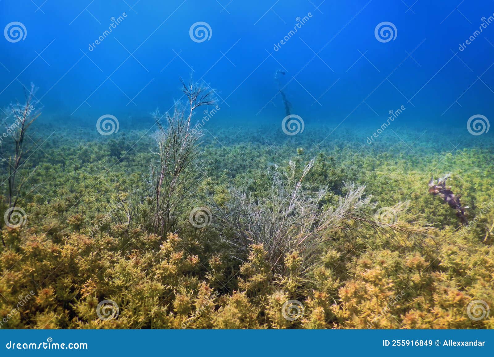 Freshwater Flora, Underwater Freshwater Landscape Stock Image - Image ...