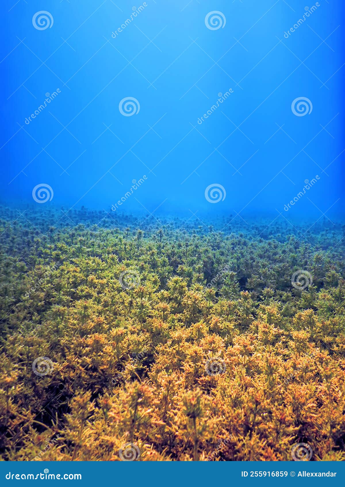Freshwater Flora, Underwater Freshwater Landscape Stock Image - Image ...
