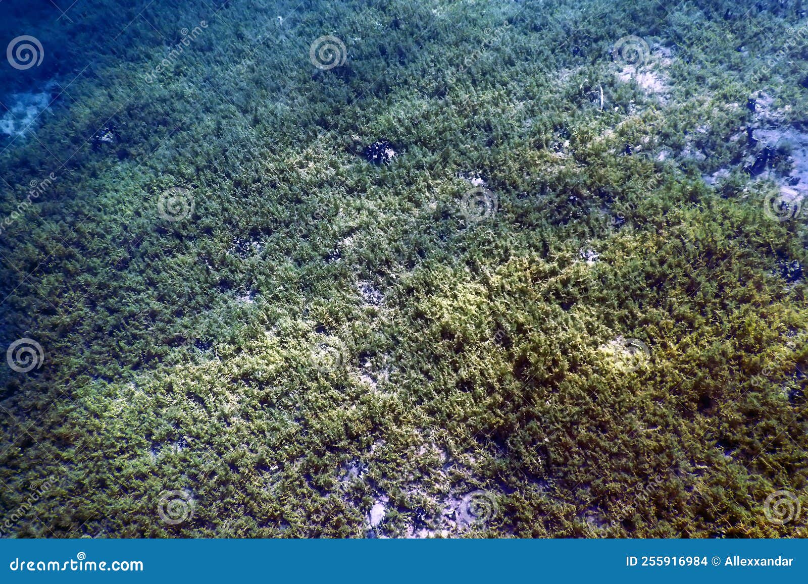 Freshwater Flora, Underwater Freshwater Landscape Stock Photo - Image ...