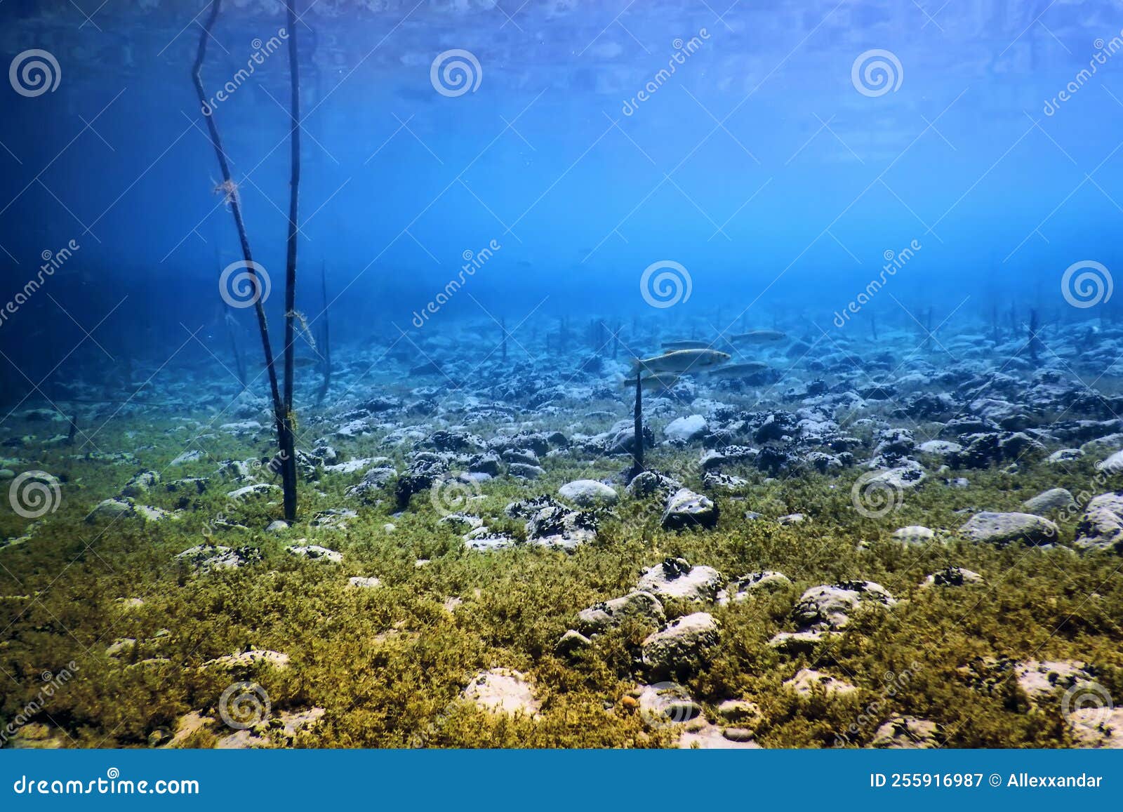 Freshwater Flora, Underwater Freshwater Landscape Stock Image - Image ...