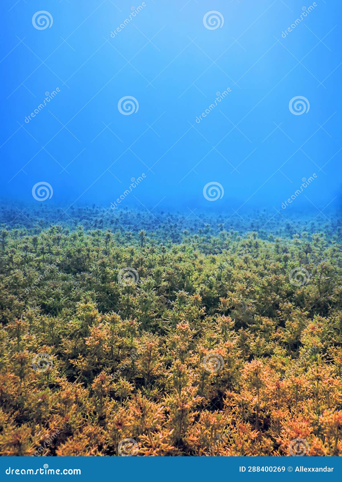 Freshwater Flora, Underwater Freshwater Landscape Stock Image - Image ...
