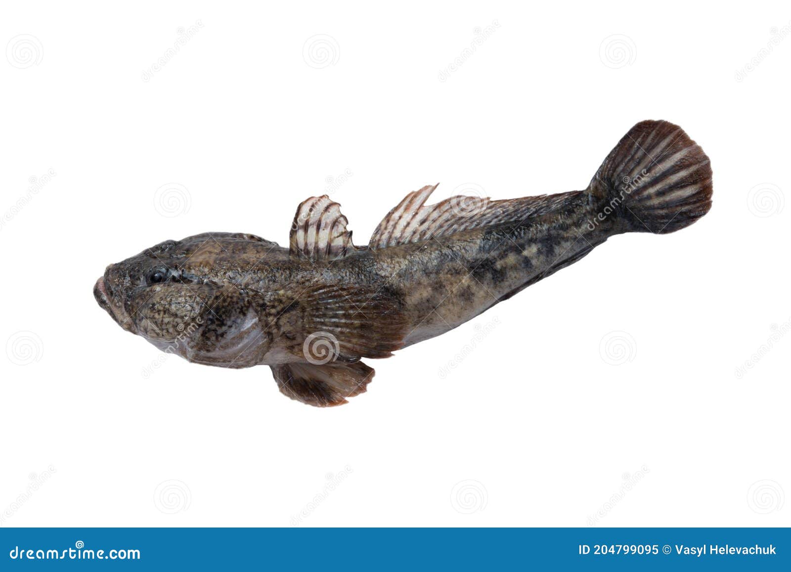 Freshwater Goby