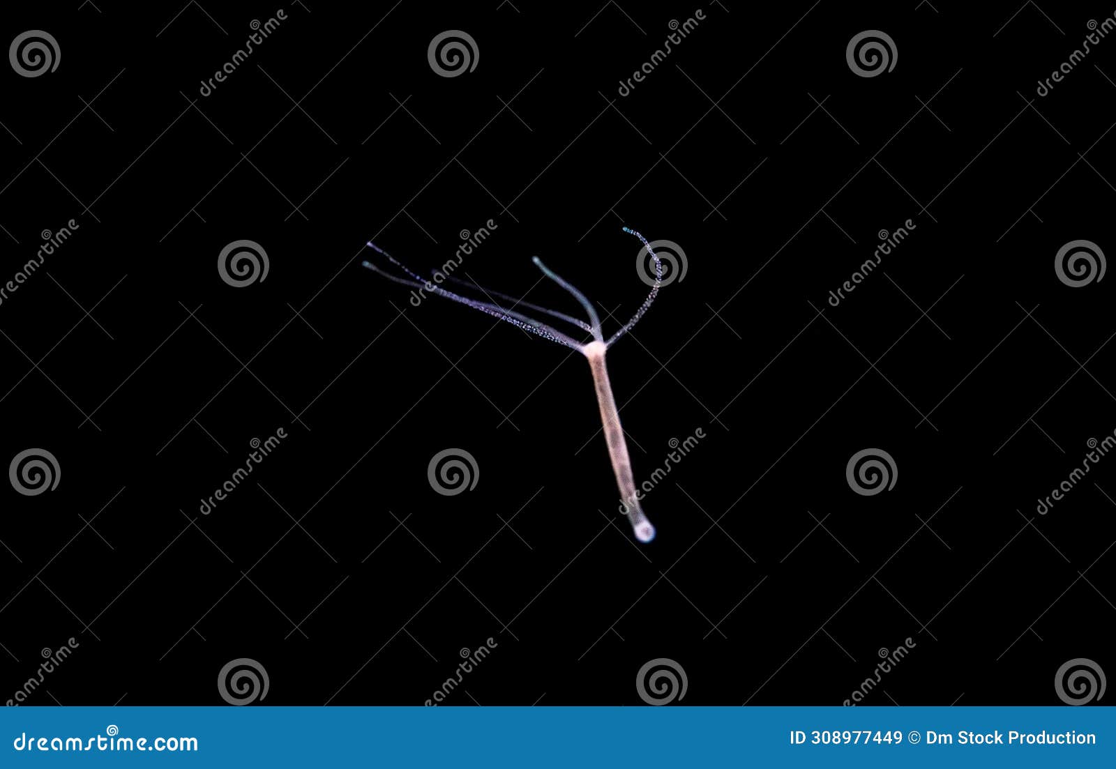 Freshwater hydra. stock image. Image of hydroida, organism - 308977449