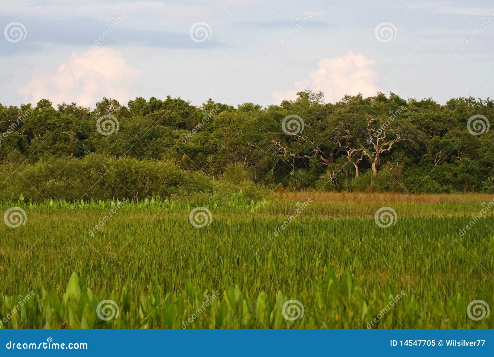 Freshwater Marsh stock image. Image of landscape, monument - 14547705