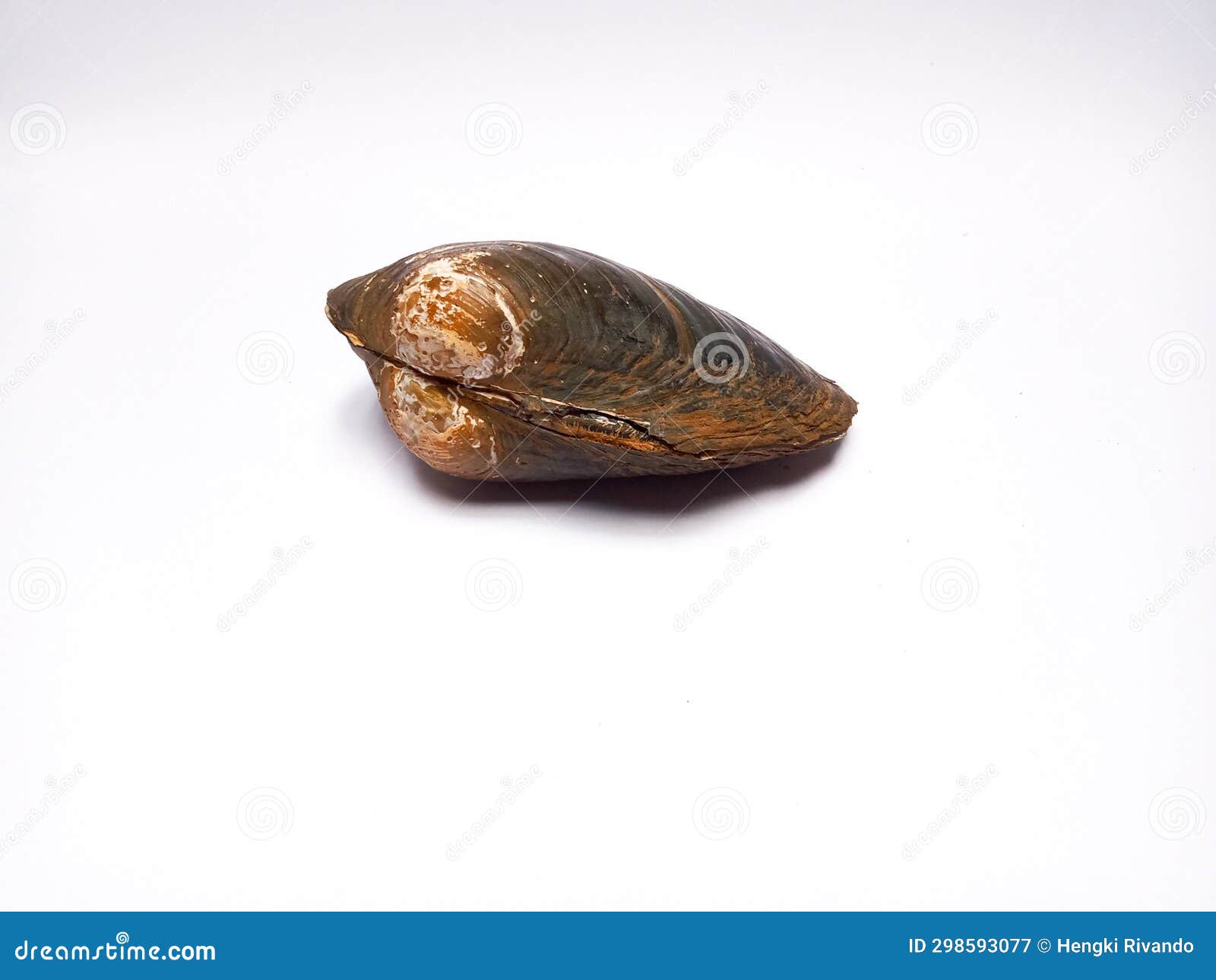 Freshwater Mussels that Luve in Rivers Stock Image - Image of summer ...