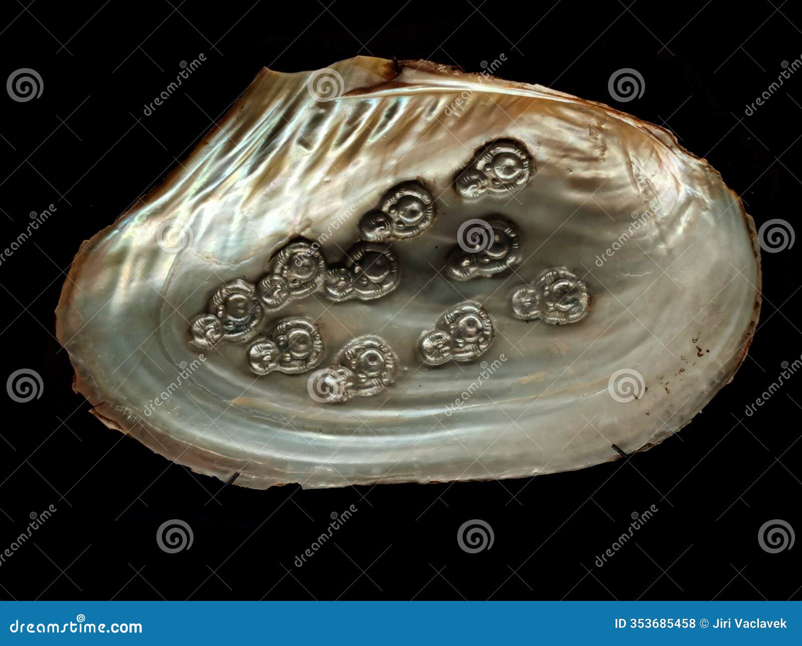 Freshwater pearl mussel stock photo. Image of natural - 353685458