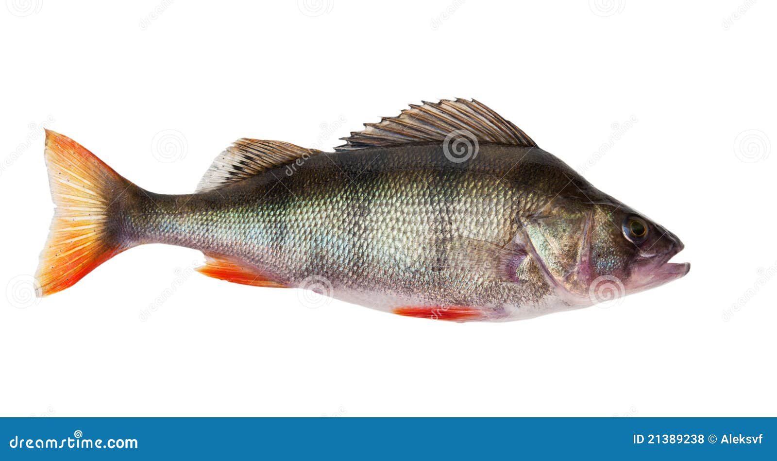 Freshwater Perch Royalty Free Stock Photos - Image: 21389238