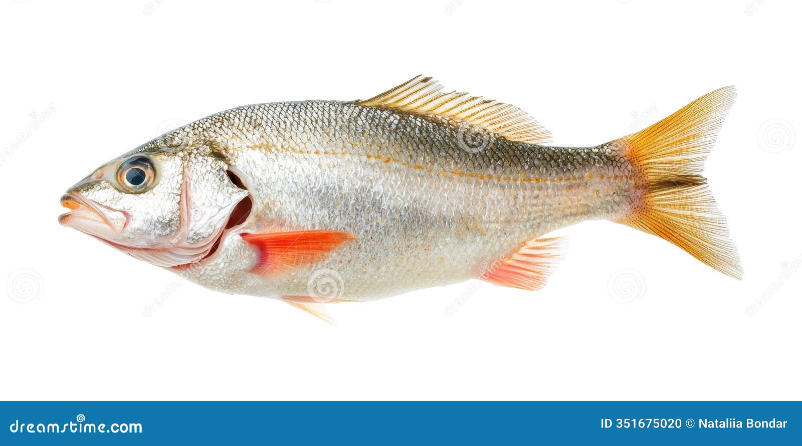 Freshwater Perch Fish Lateral View Isolated on Transparent Background ...