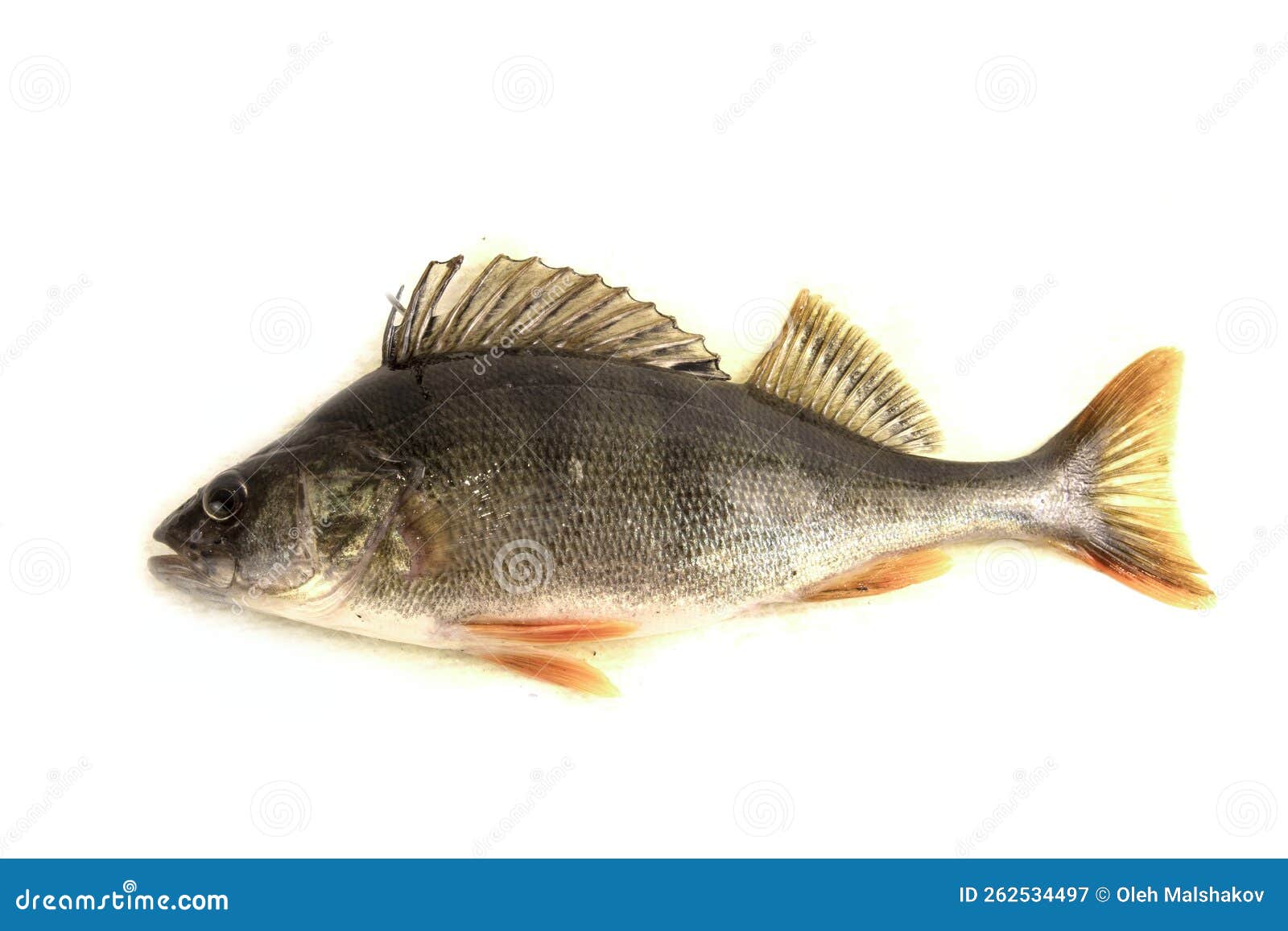 Freshwater Perch Isolated on White Stock Image - Image of head ...