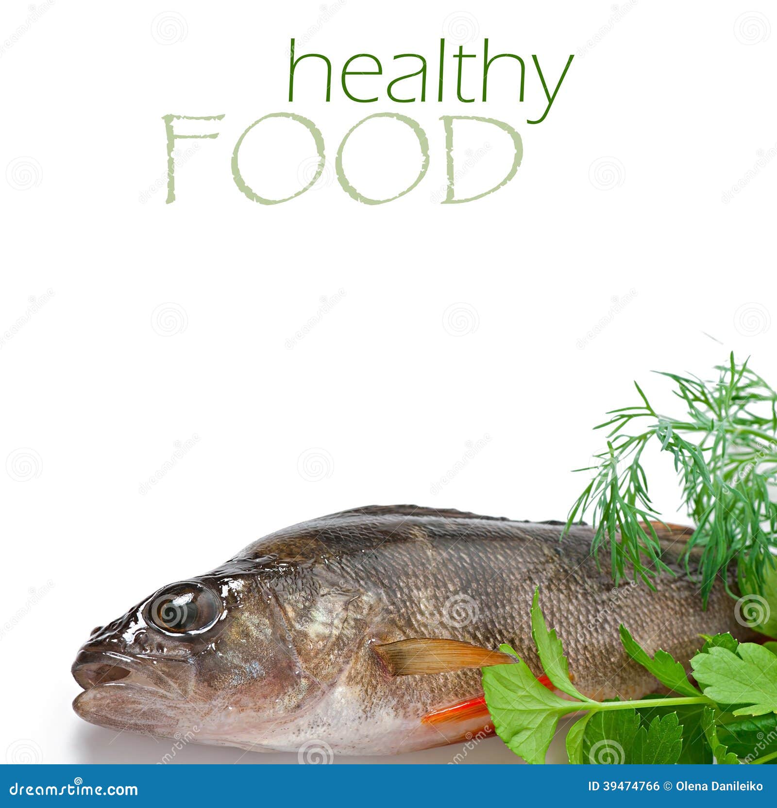 Freshwater perch stock photo. Image of biology, macro - 39474766