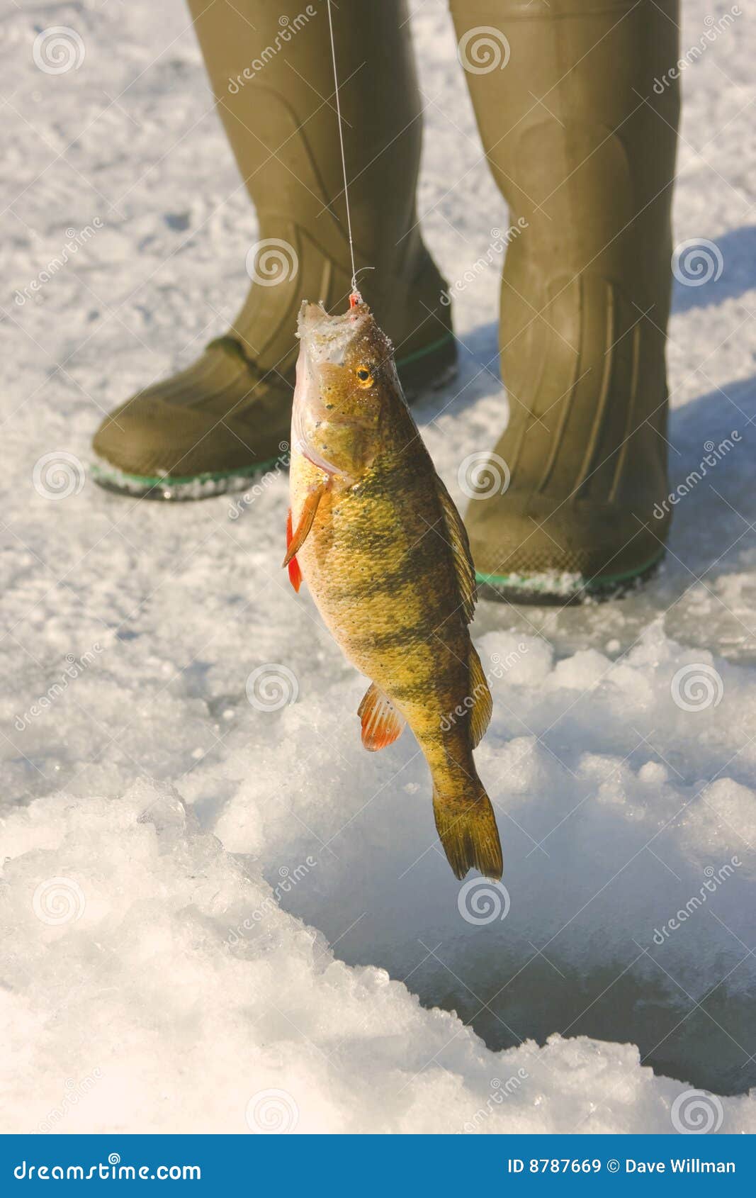 Freshwater Perch, Perca Flavescens Stock Image - Image of caught ...