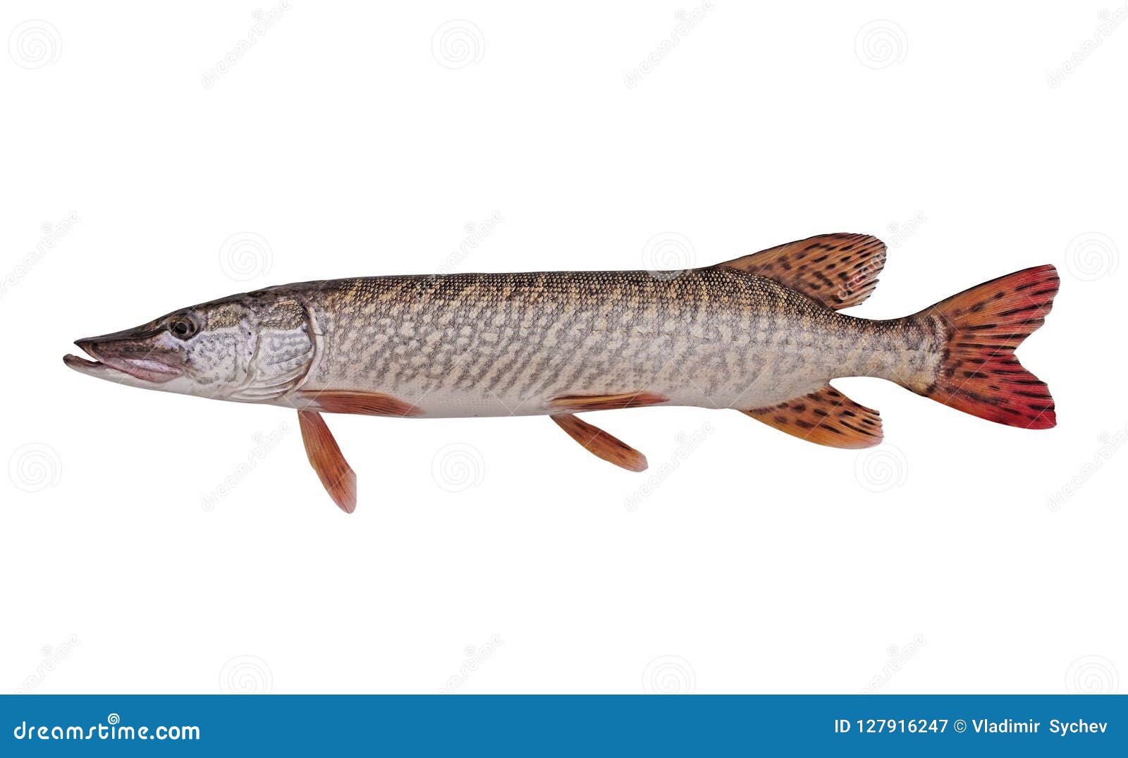Freshwater Pike Closeup on White Background. Stock Image - Image of ...