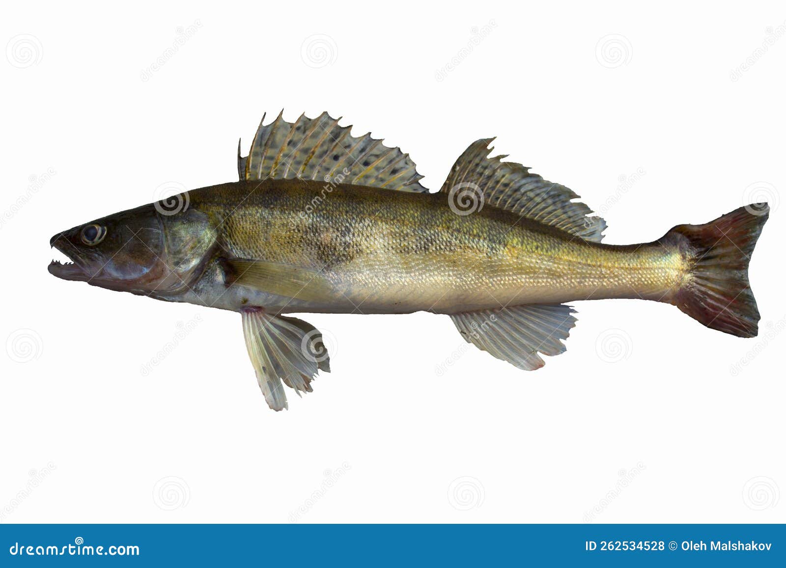 Freshwater Pike Perch Fish Isolated on White Stock Photo - Image of ...