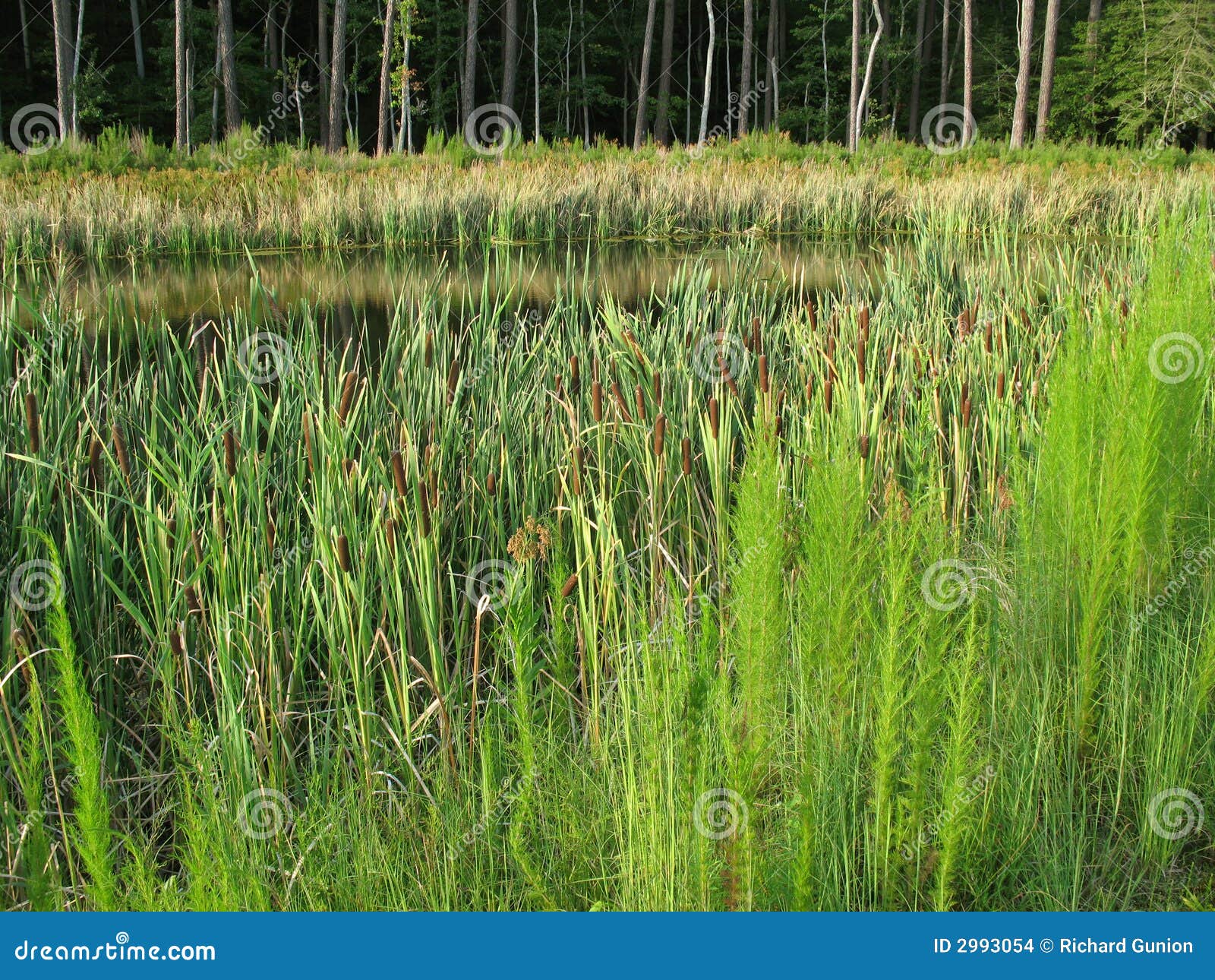 Freshwater Pond stock photo. Image of reeds, water, trees - 2993054