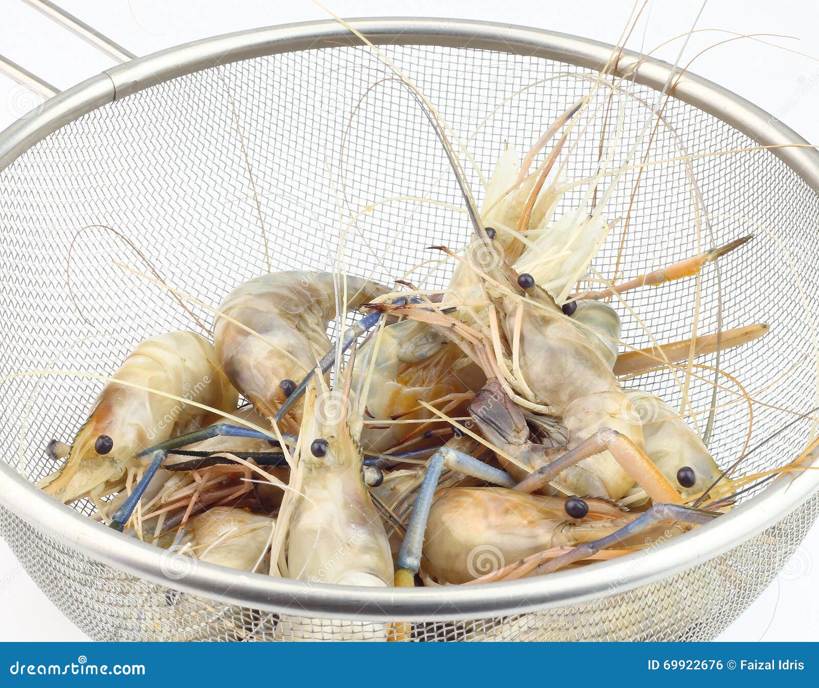 Freshwater Prawns in a Sieve Basket Stock Photo - Image of freshwater ...