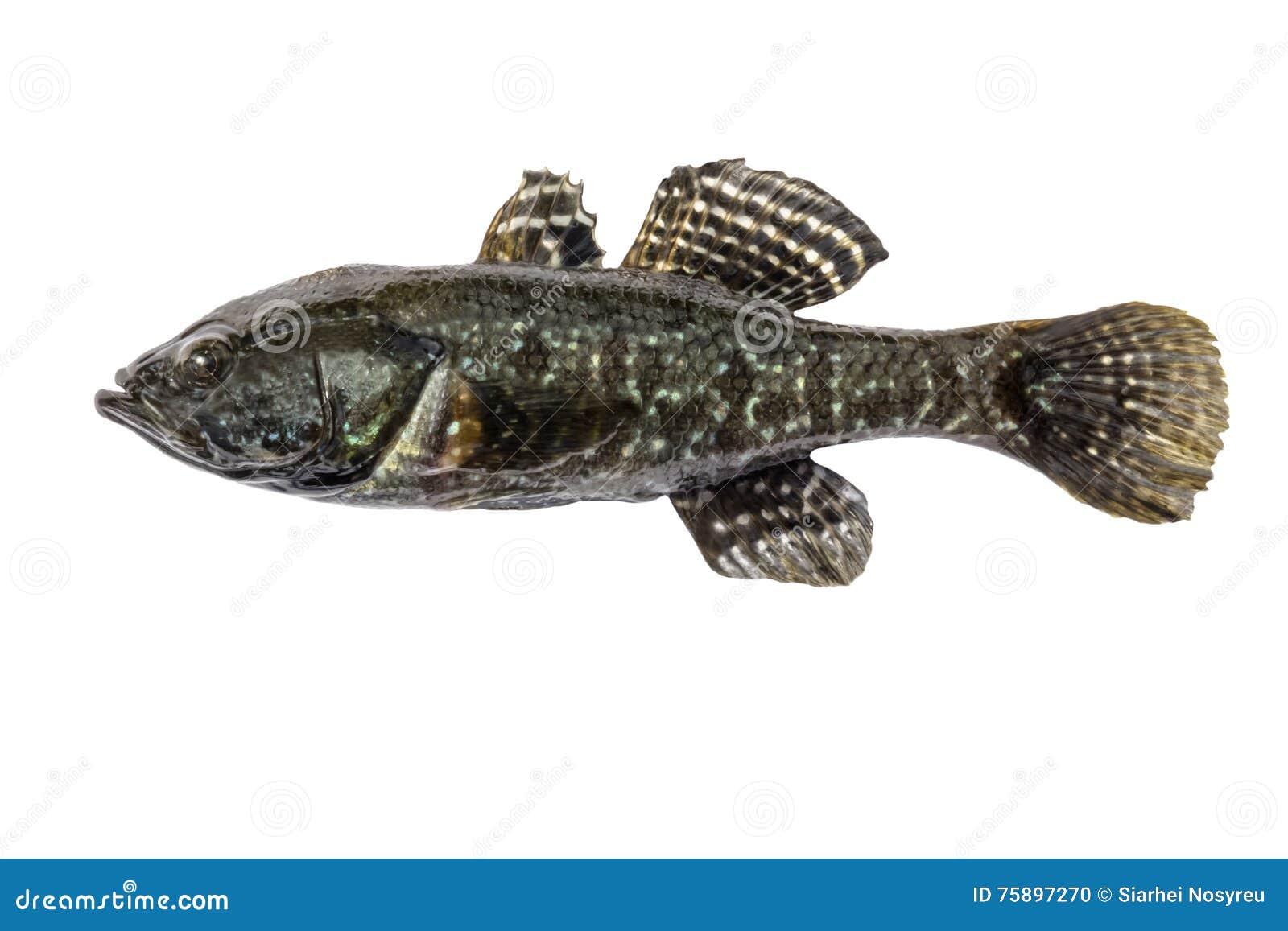 Freshwater Predatory Fish Rotan, Isolated Perccottus Glenii, Amur ...