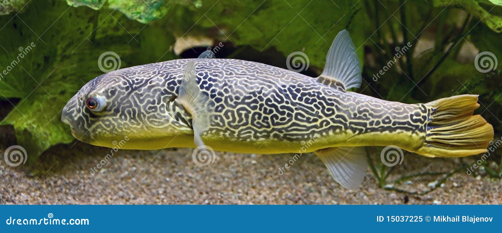 Freshwater puffer 3 stock image. Image of nature, portrait - 15037225