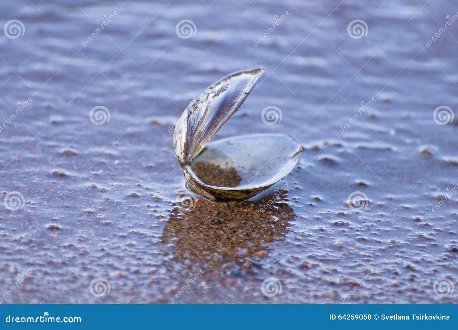 Freshwater shell stock photo. Image of freshwater, silt - 64259050