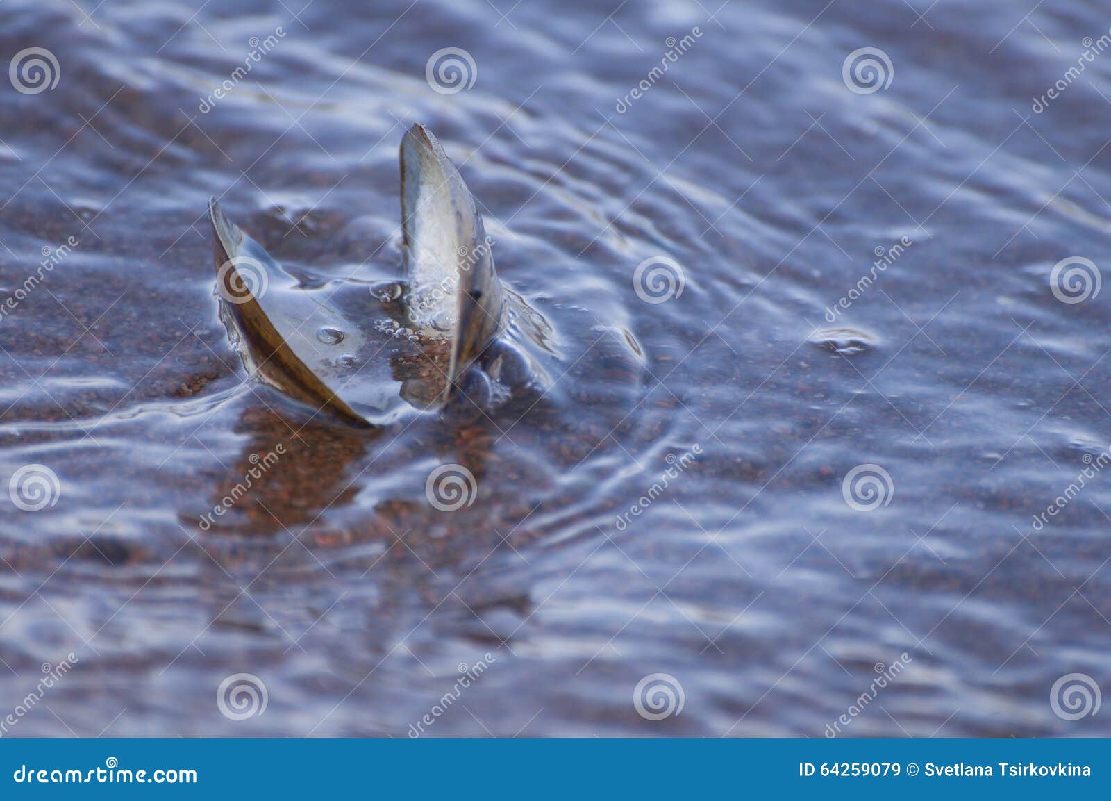 Freshwater shell stock image. Image of freshwater, blue - 64259079