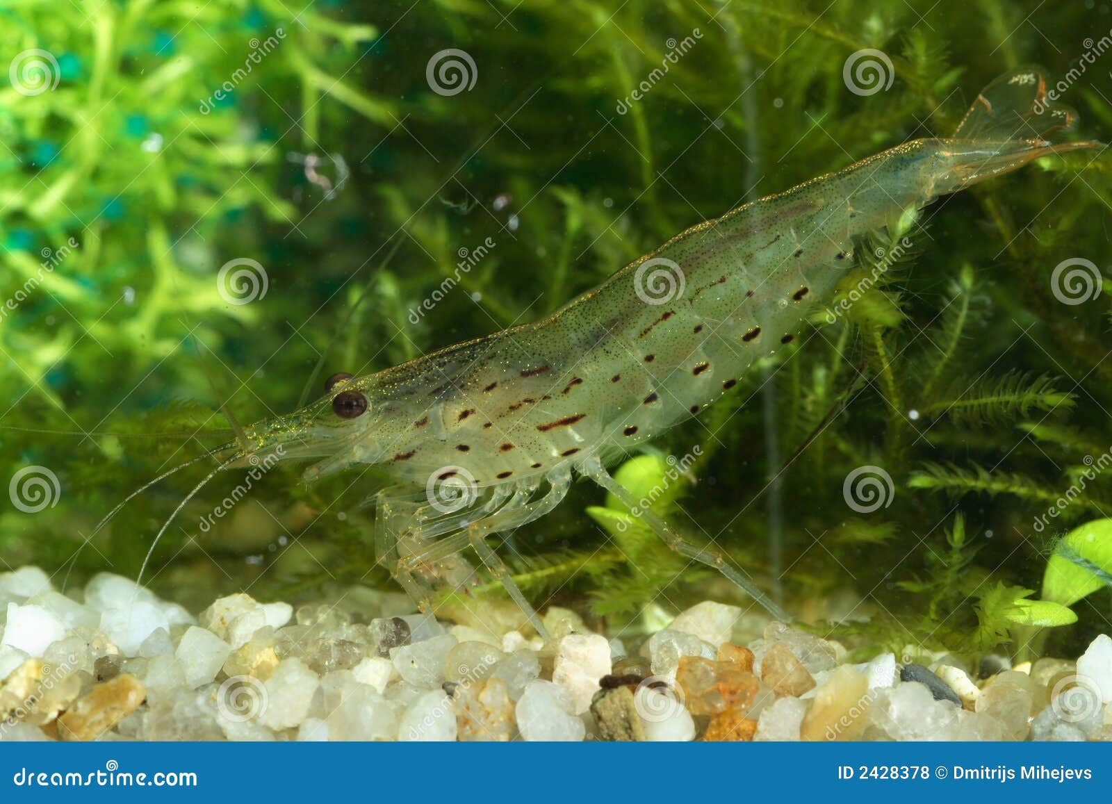 Freshwater shrimp stock photo. Image of eyes, predator - 2428378