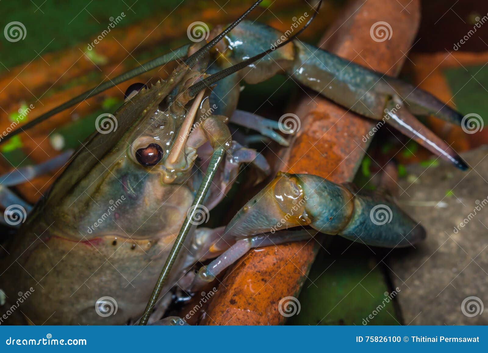 Freshwater shrimp stock photo. Image of freshwater, farm - 75826100