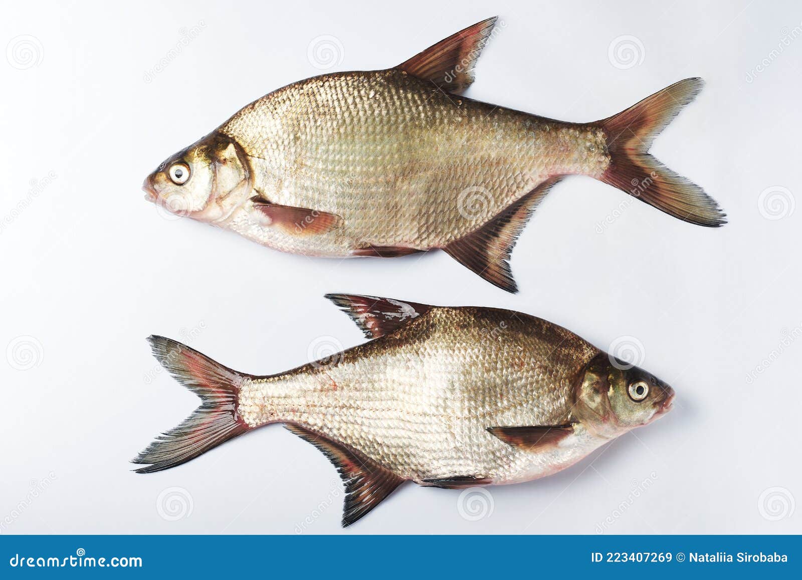 Freshwater Silver Bream Fish Stock Image - Image of food, white: 223407269