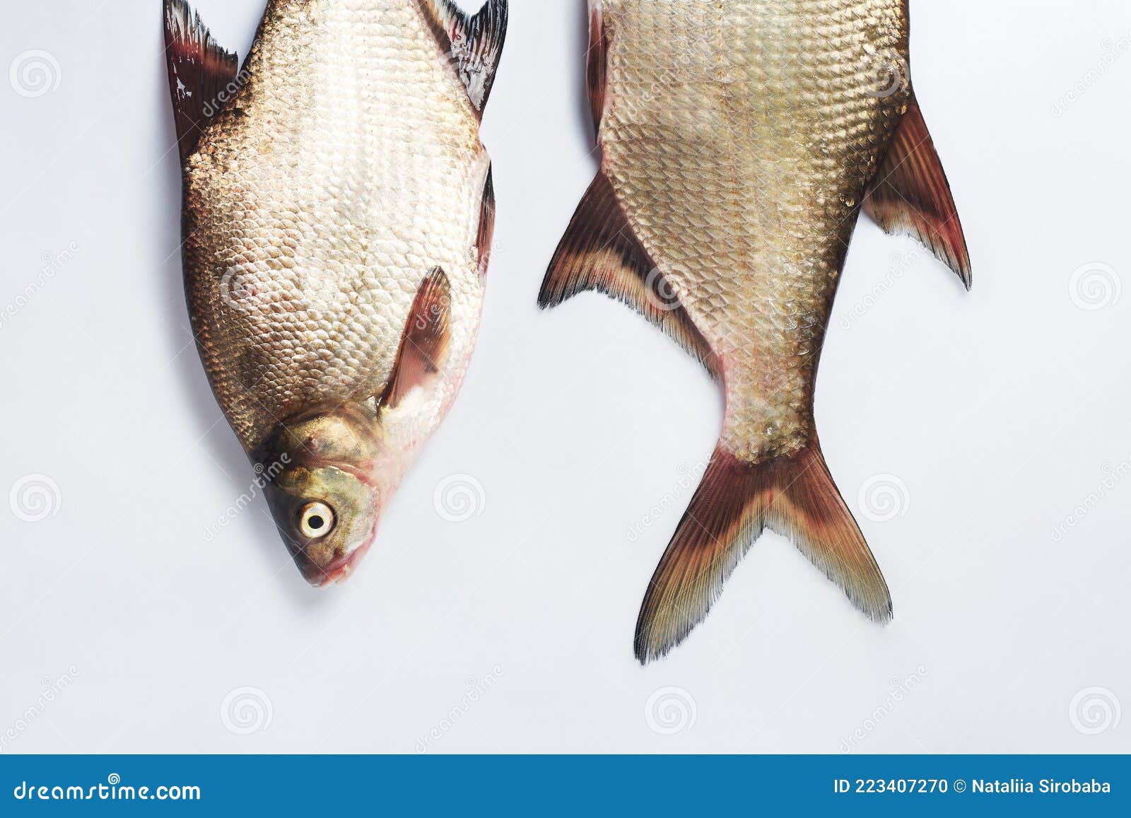 Freshwater Silver Bream Fish Stock Photo - Image of table, nature ...