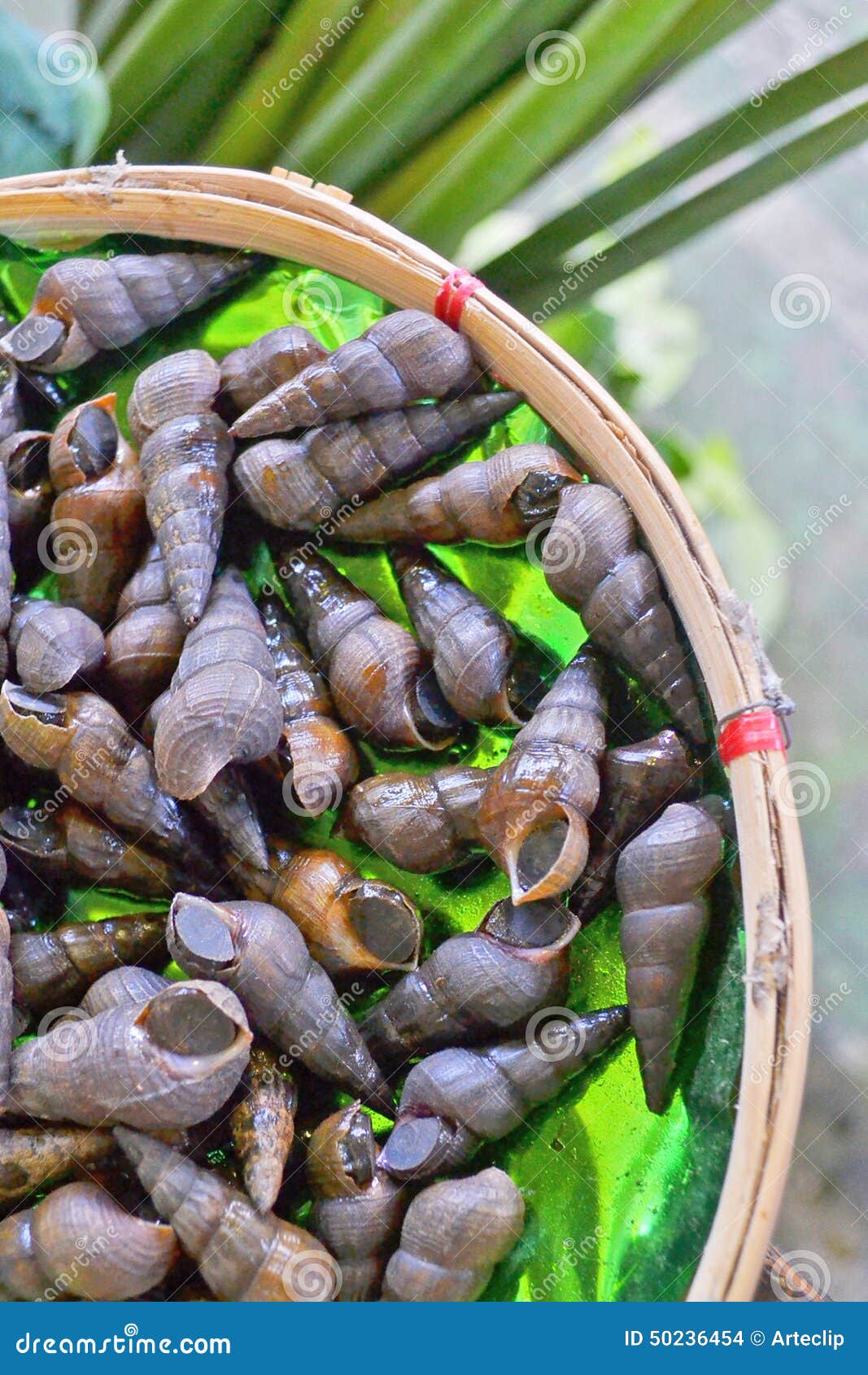 Freshwater snail stock photo. Image of protein, fresh - 50236454