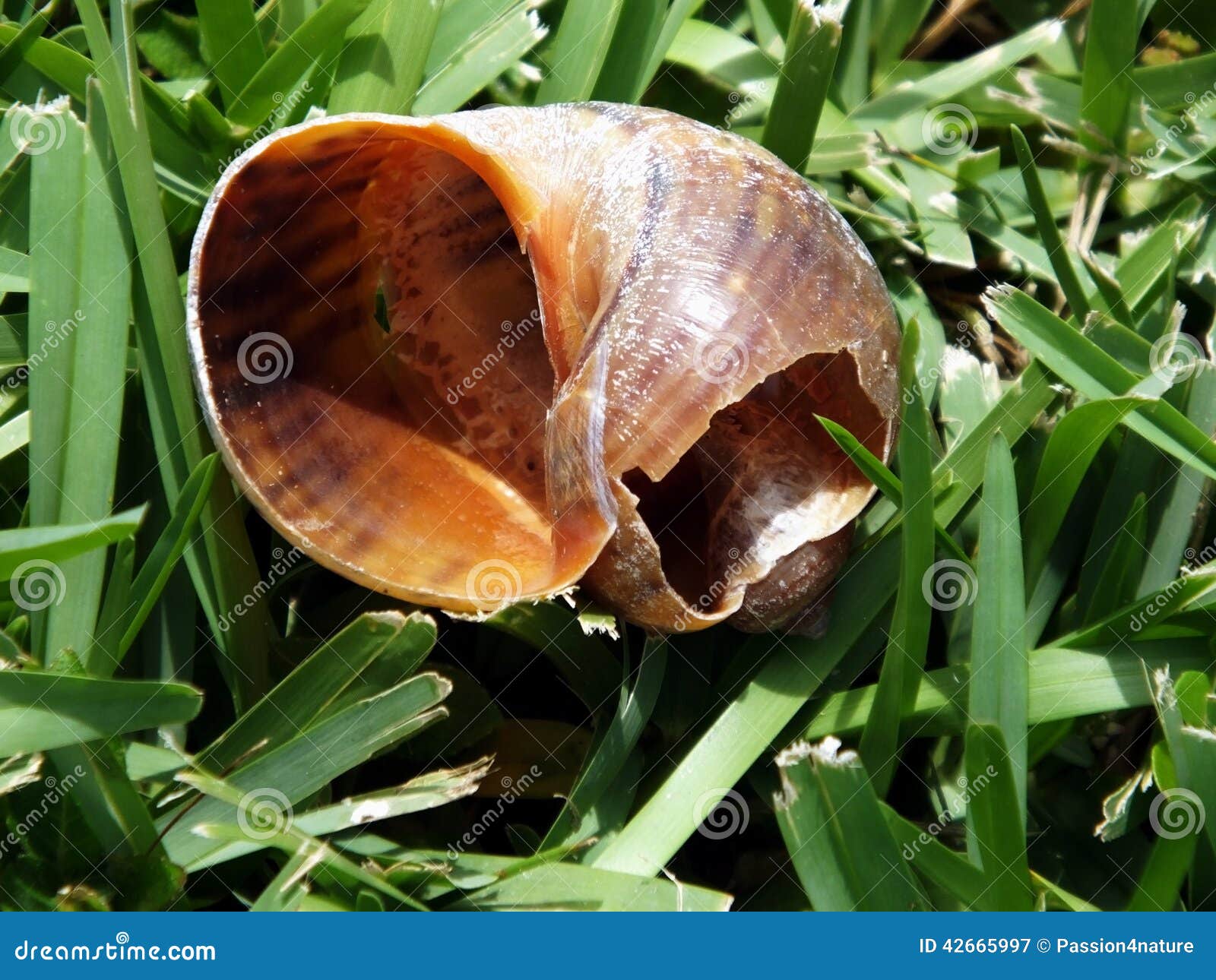Freshwater snail shell stock image. Image of lake, water - 42665997