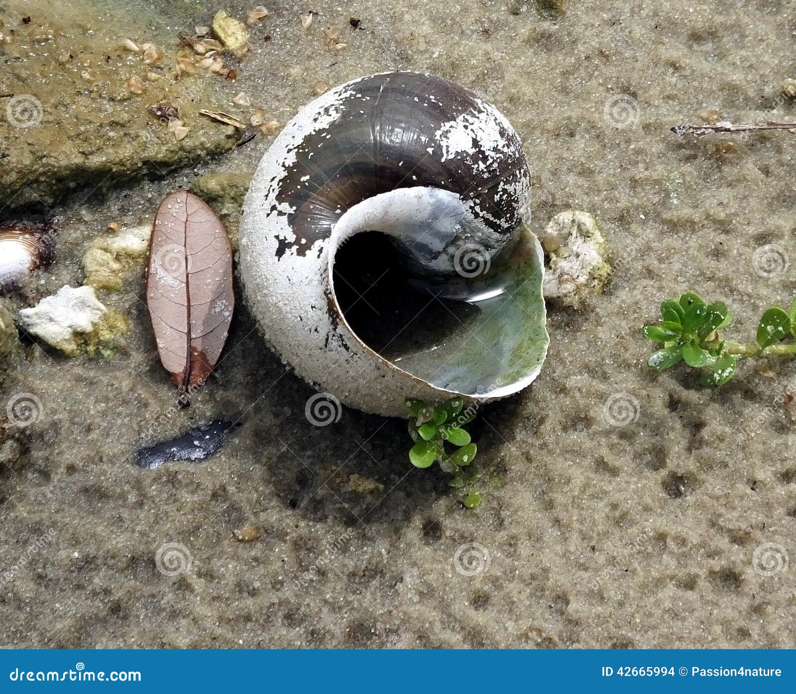 Freshwater snail shell stock photo. Image of shell, lake - 42665994