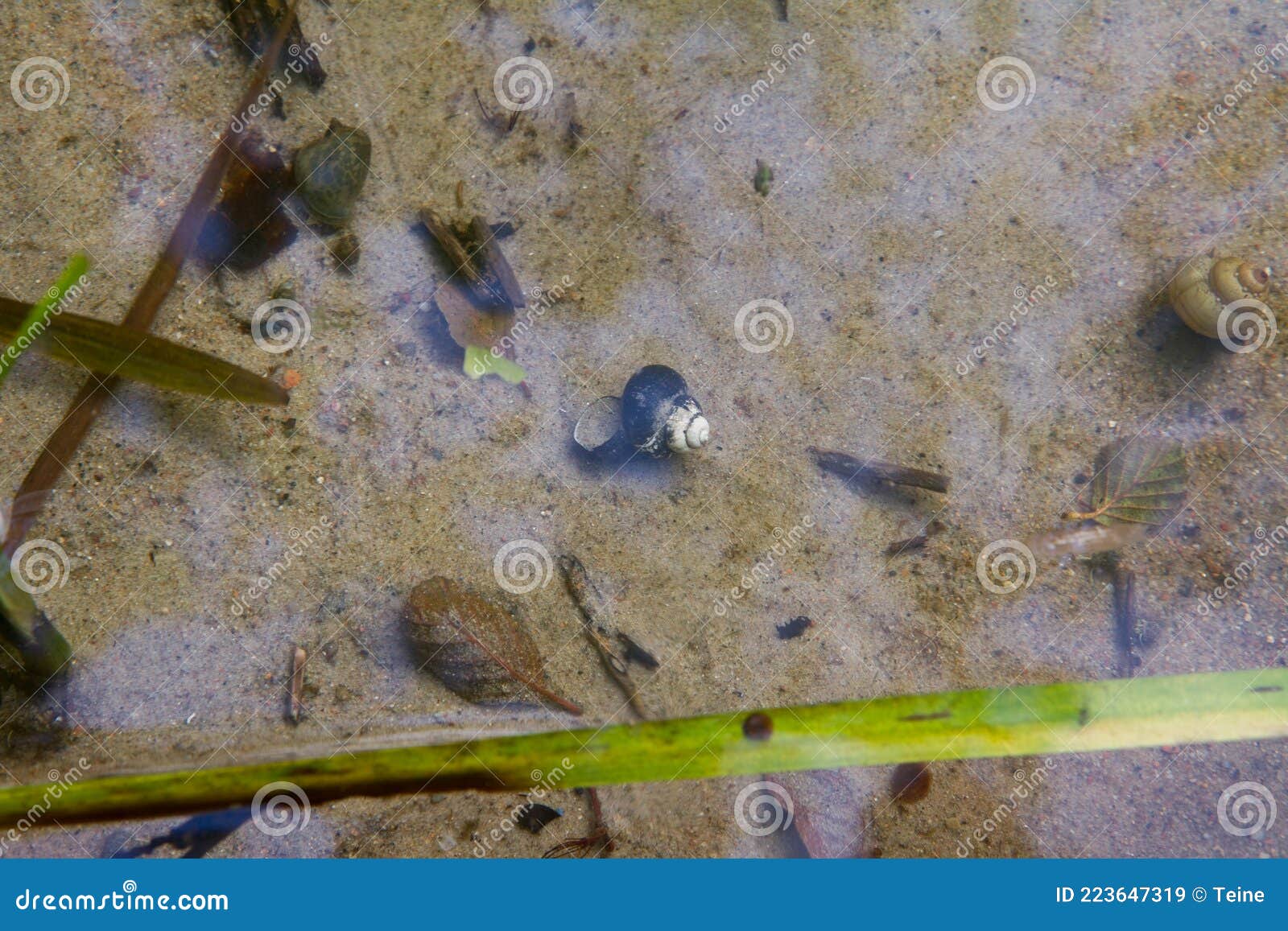 Freshwater snail shells i stock image. Image of mollusks - 223647319