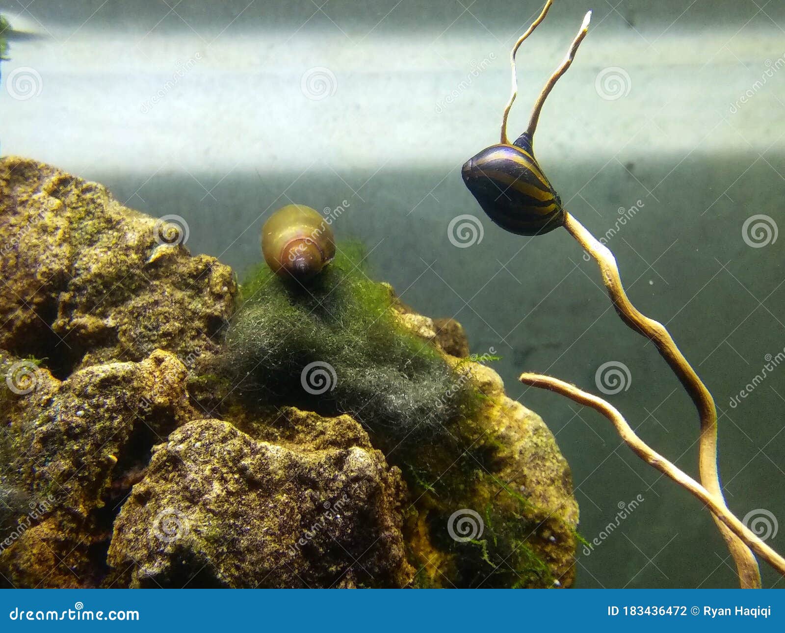 Freshwater snails stock photo. Image of fresh, creature - 183436472