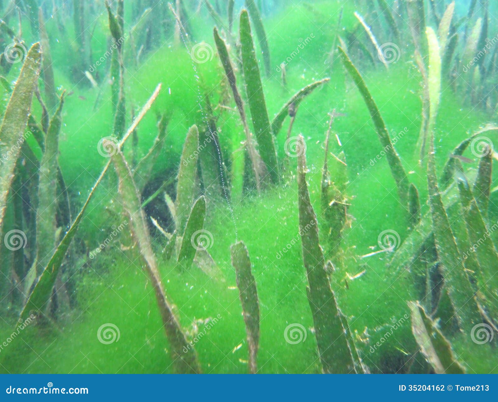 Freshwater spring stock photo. Image of nature, water - 35204162