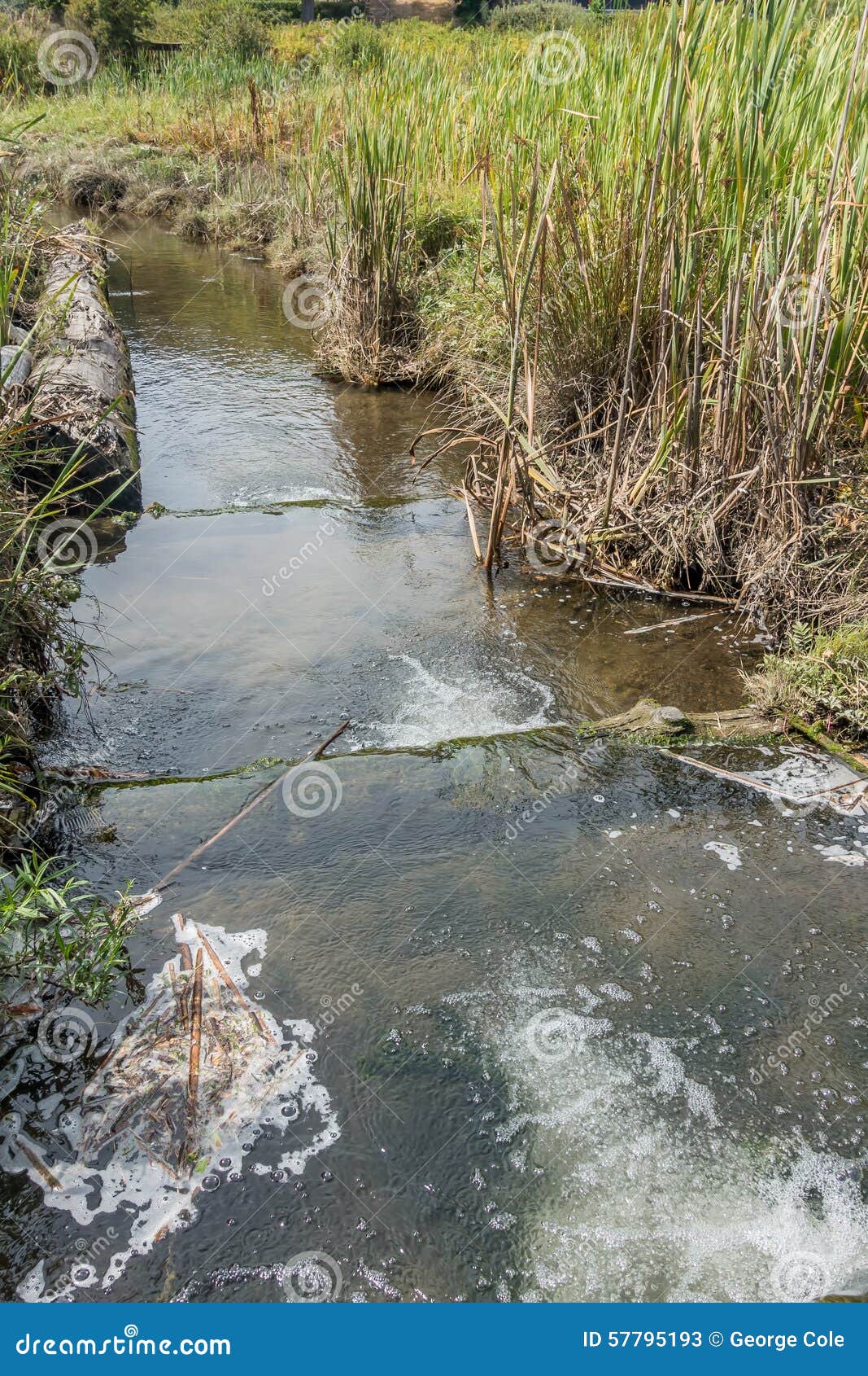 Freshwater Stream 4 stock image. Image of washington - 57795193