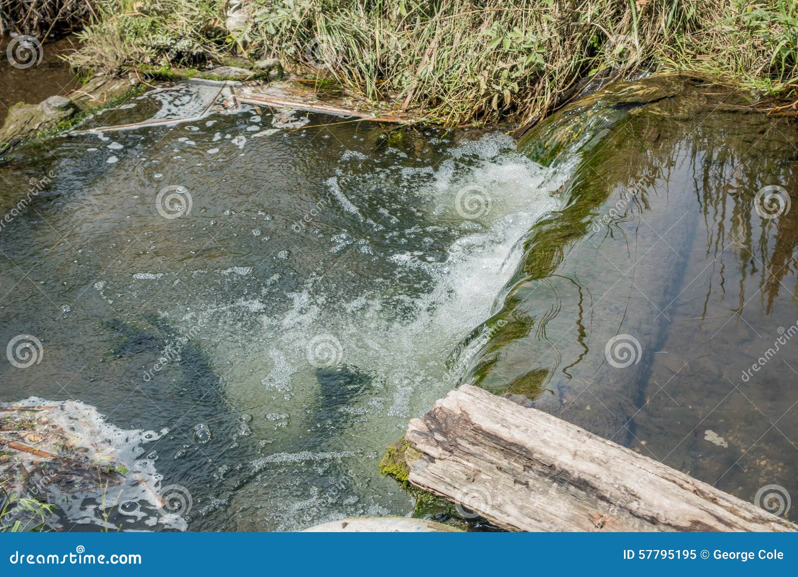 Freshwater Stream 6 stock image. Image of washington - 57795195
