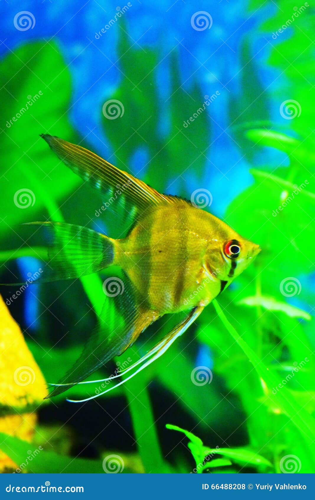 Freshwater Stripped, Light Angelfish Stock Photo - Image of freshwater ...
