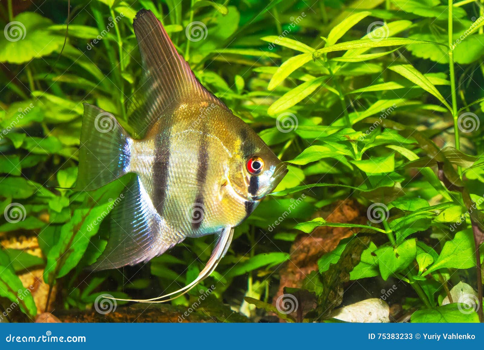 Freshwater Stripped, Light Angelfish in an Aquarium Stock Image - Image ...