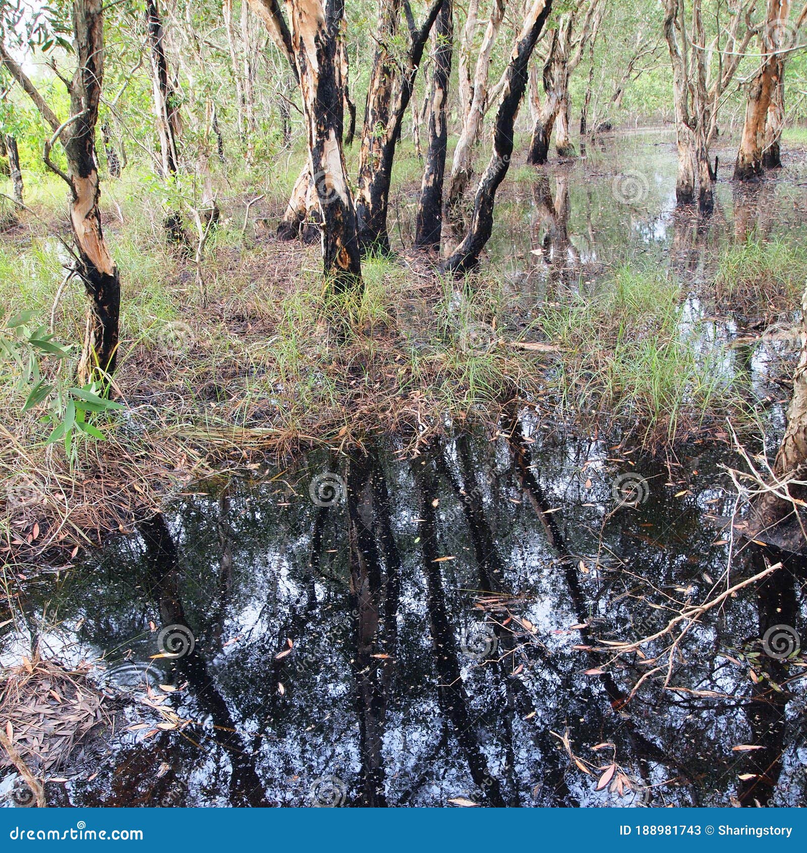 Freshwater swamp forest stock image. Image of nice, moist - 188981743