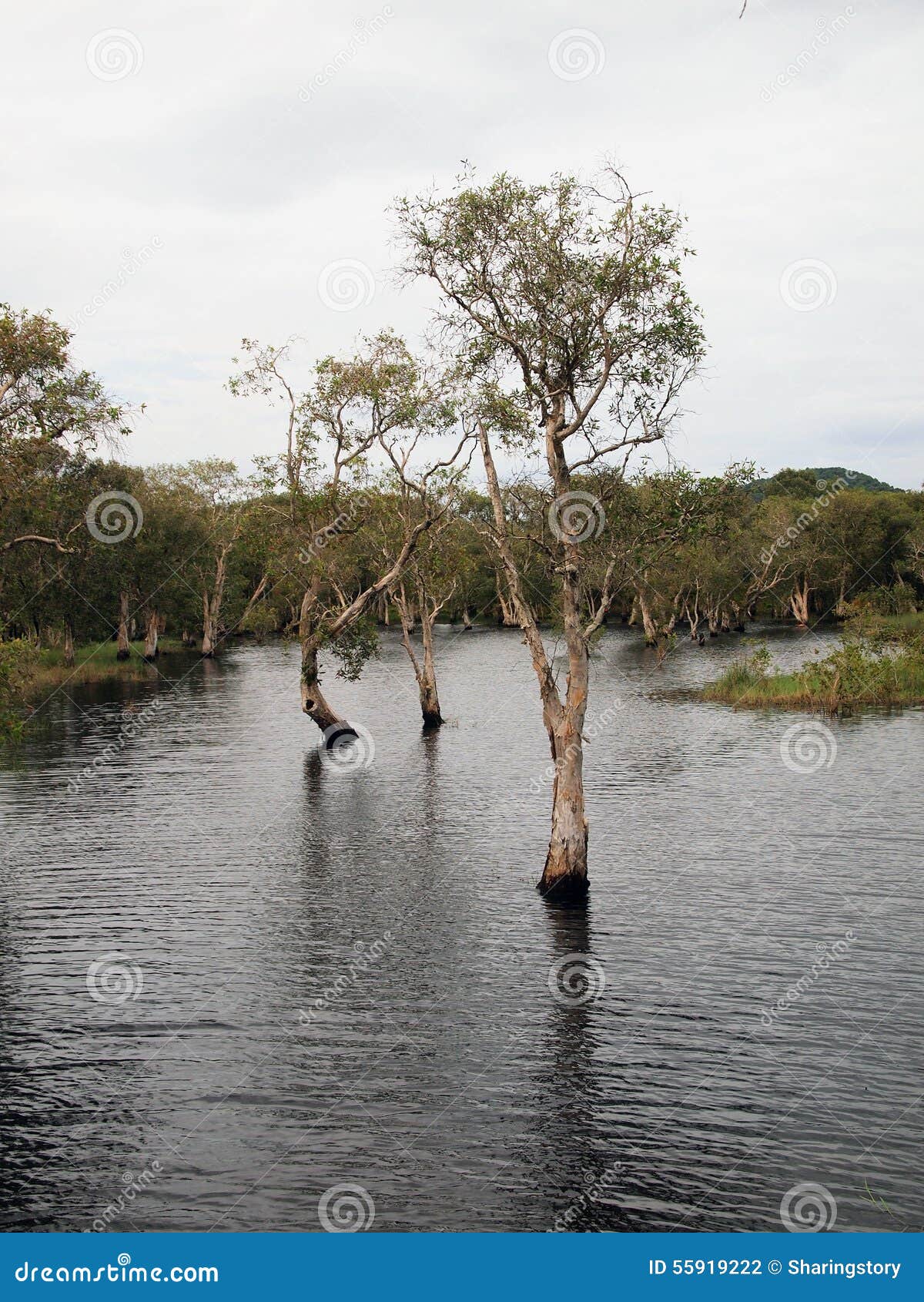 Freshwater swamp forest stock photo. Image of swamps - 55919222