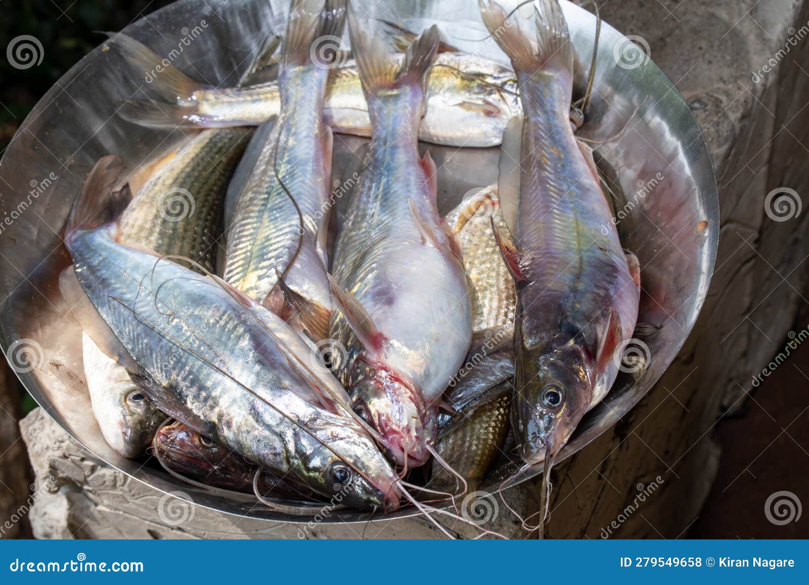 Freshwater Tengra Fish, Tengara Mystus on Plates Stock Photo - Image of ...