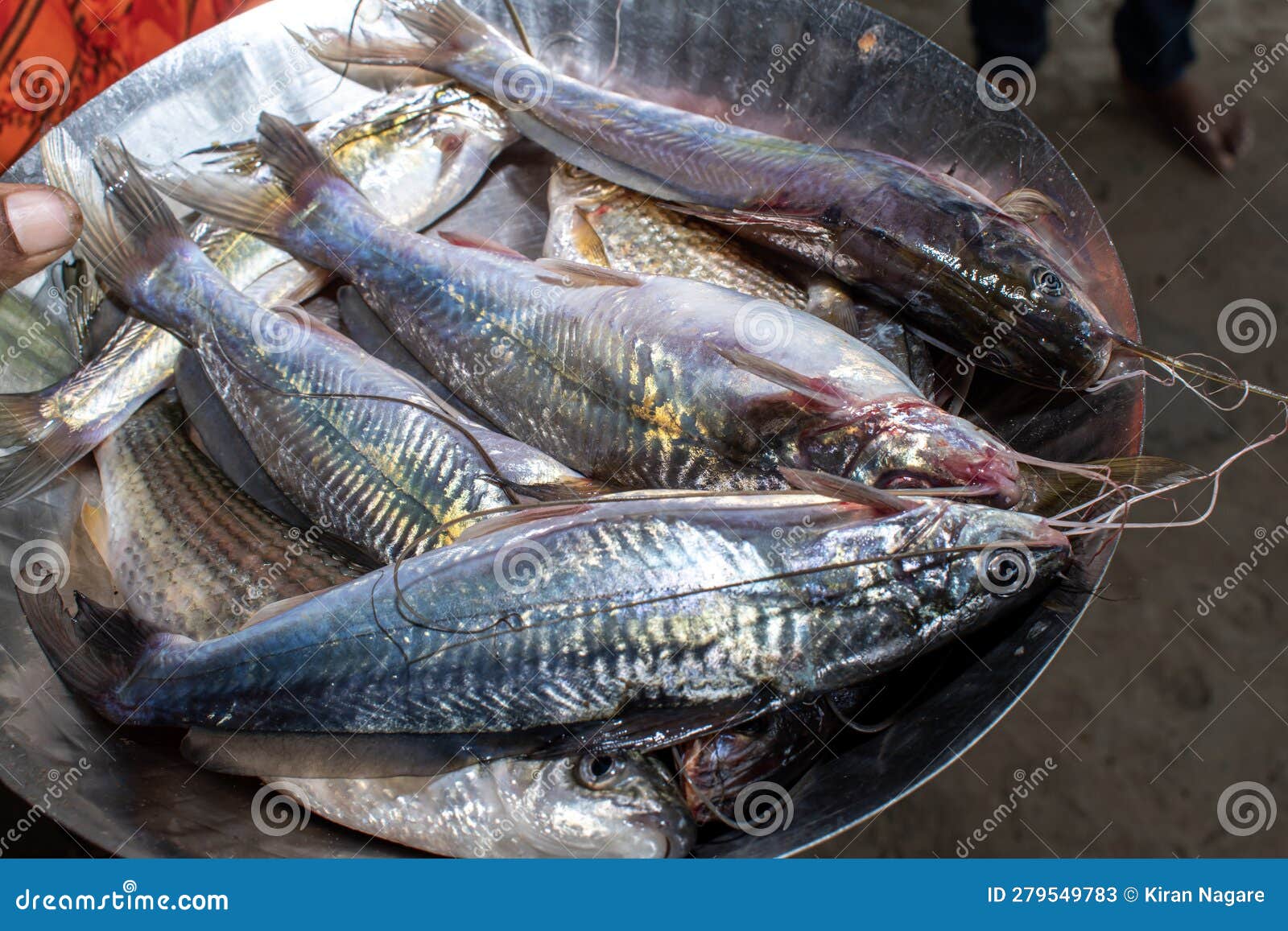 Freshwater Tengra Fish, Tengara Mystus on Plates Stock Image - Image of ...