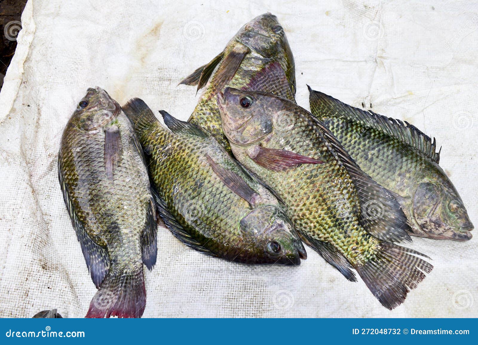 Freshwater Tilapia Fish Is Alive, Tilapia Fish Stock Photography ...