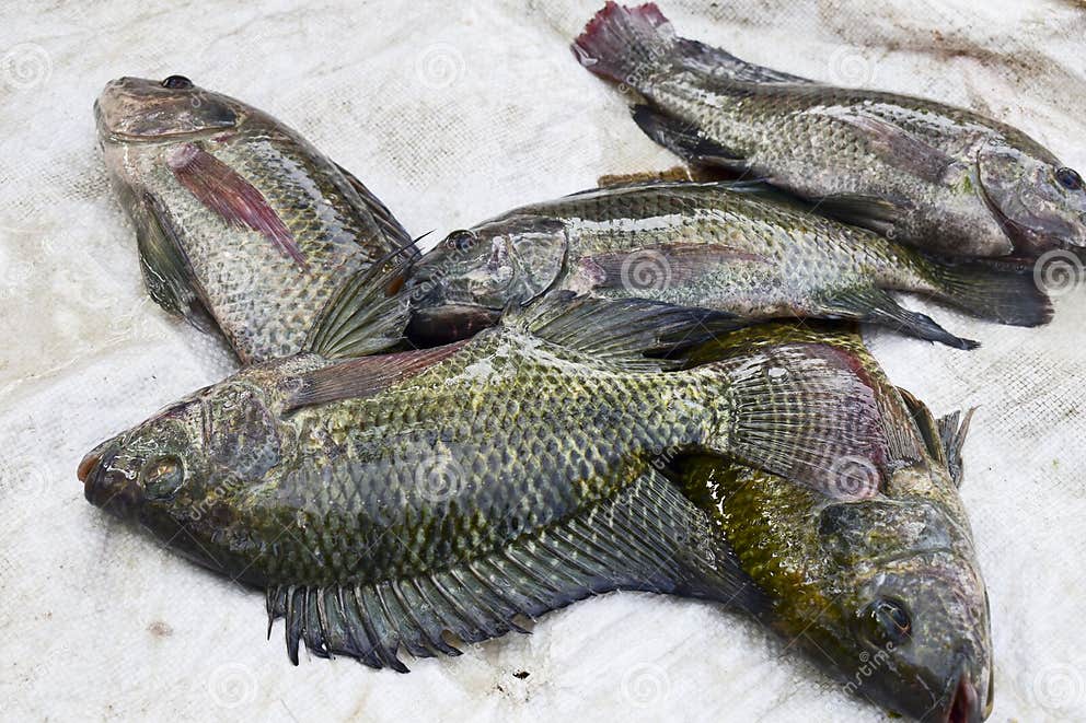 Freshwater Tilapia Fish is Alive, Tilapia Fish Stock Image - Image of ...