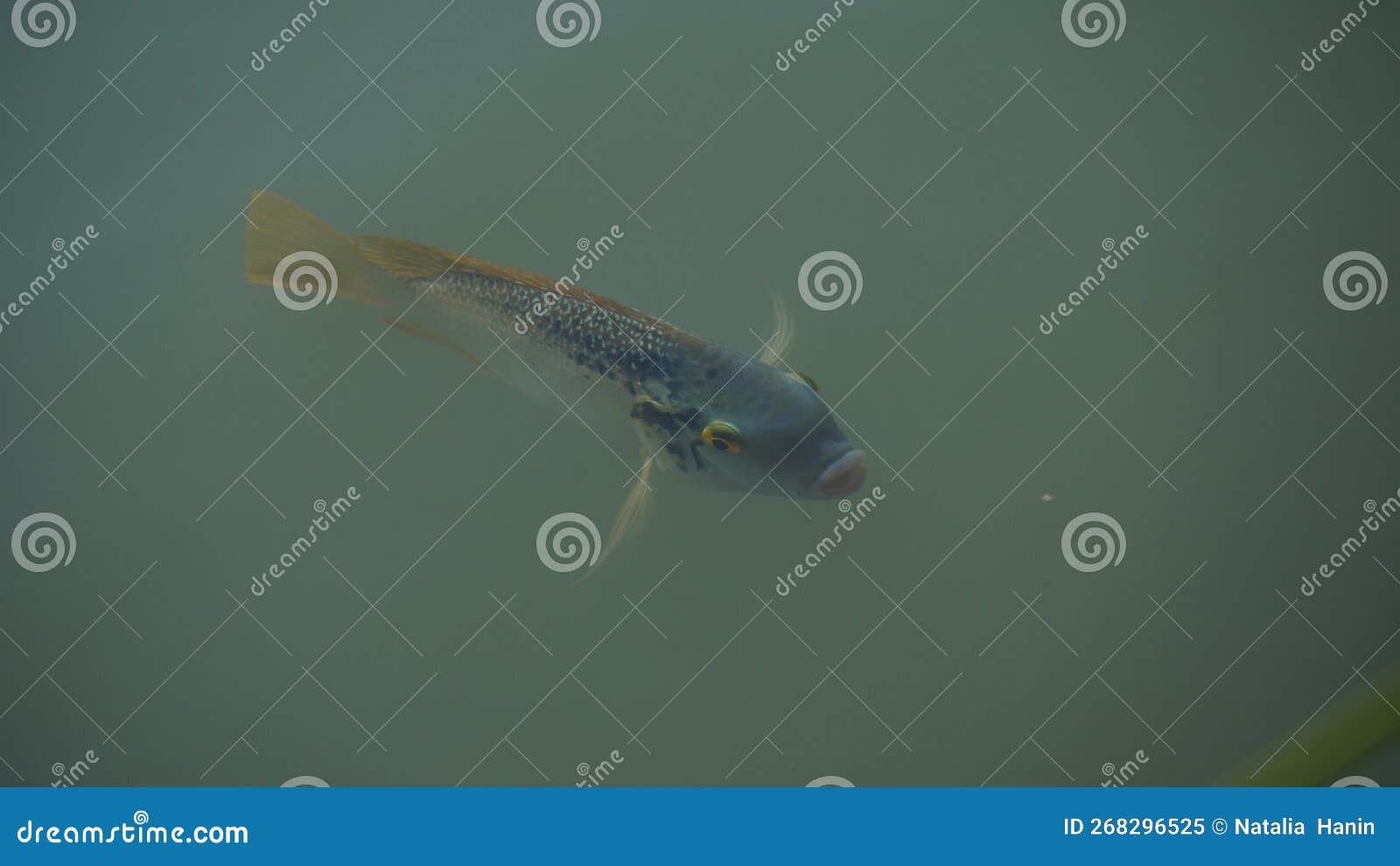 Freshwater Tilapia is Under the Water. a Fast Growing Freshwater Fish ...