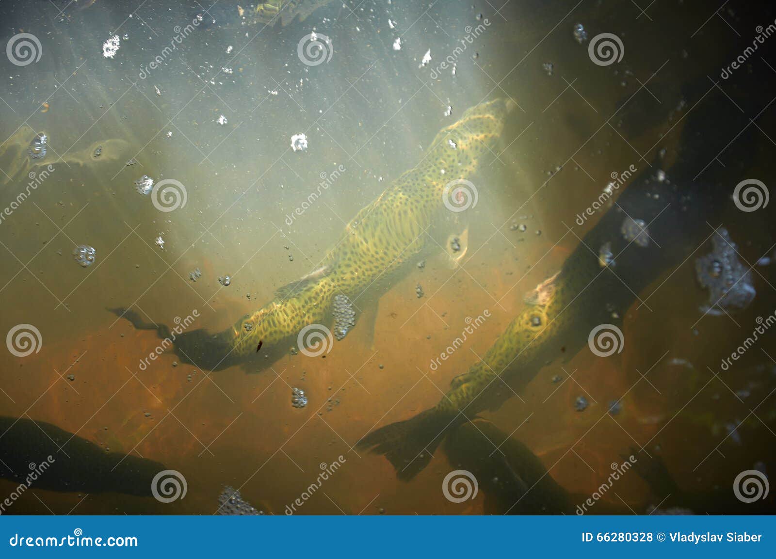 Freshwater Trout Floating in Water Stock Photo - Image of rays, fauna ...
