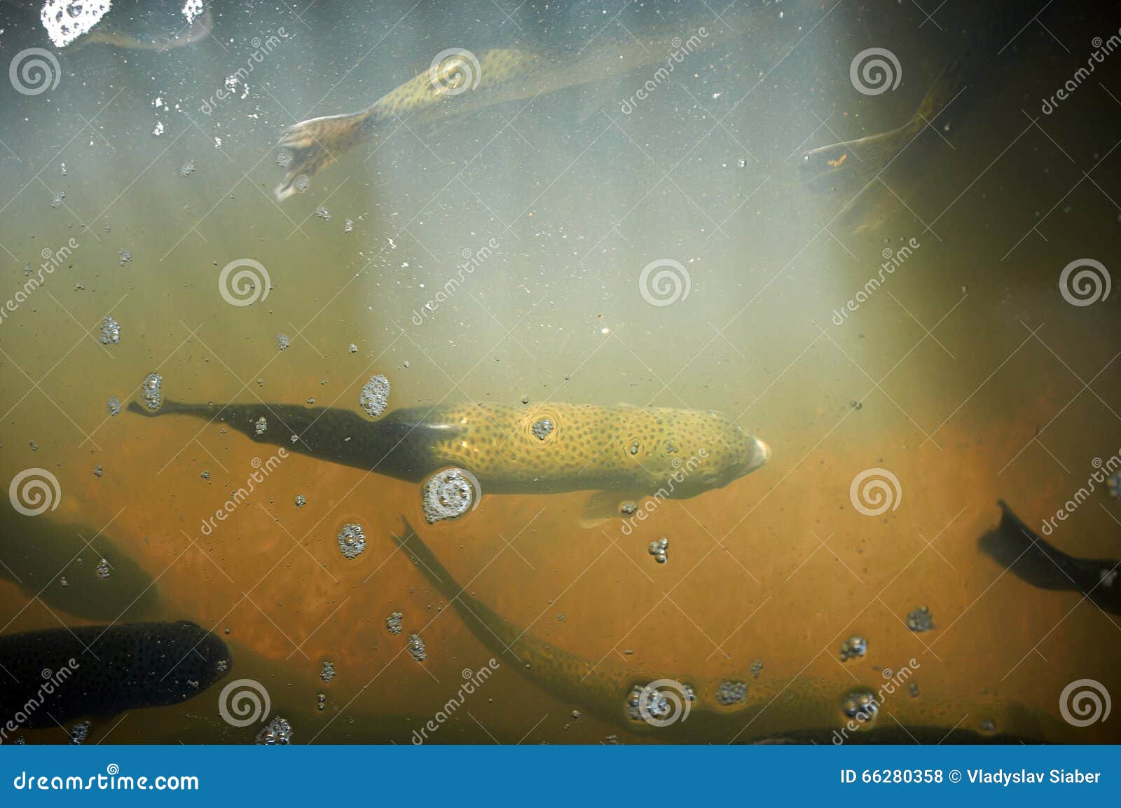 Freshwater Trout Floating in Water Stock Photo - Image of river ...