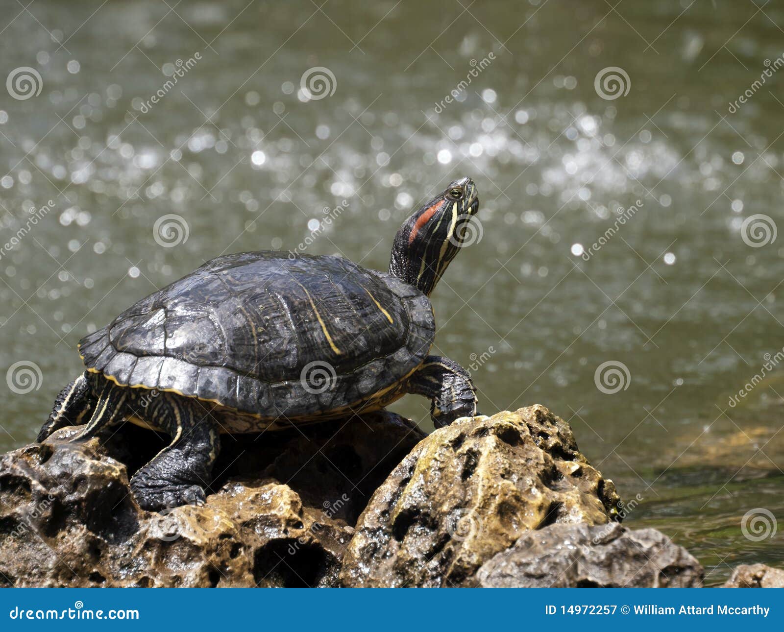 Freshwater Turtle stock image. Image of wilderness, shell - 14972257