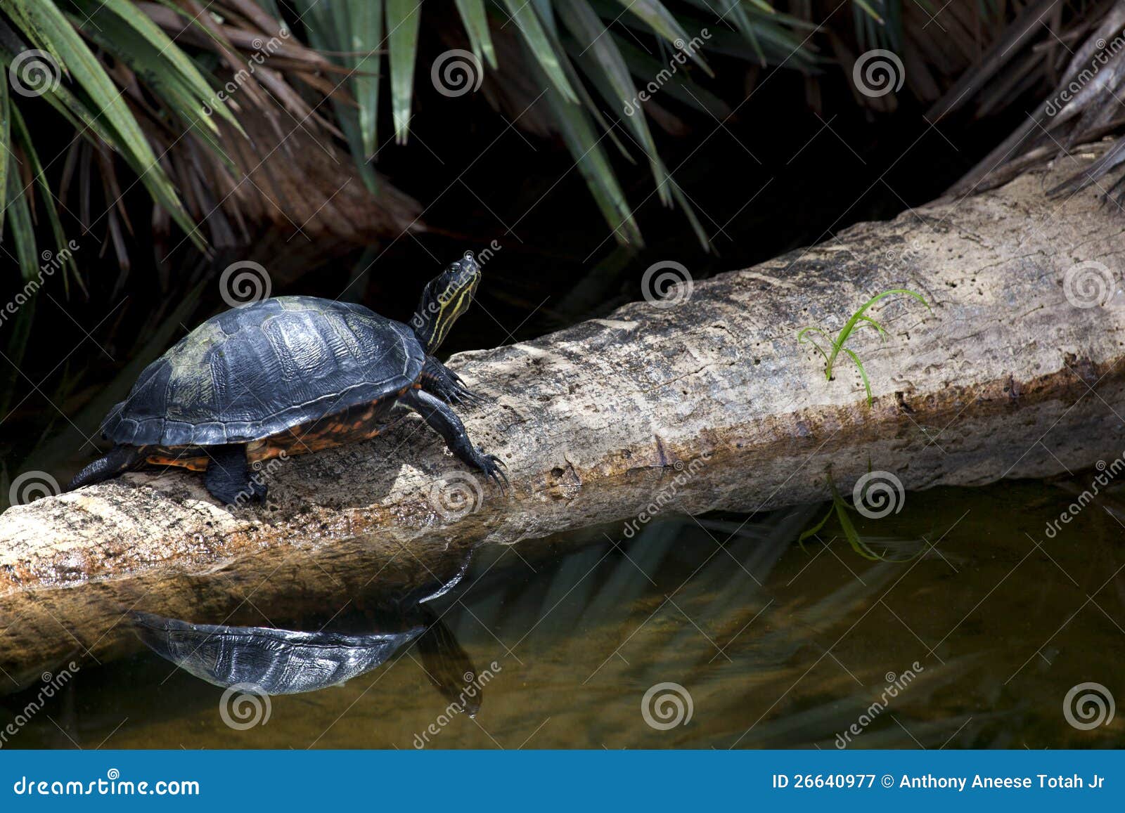 Freshwater Turtle stock image. Image of environment, fallen - 26640977