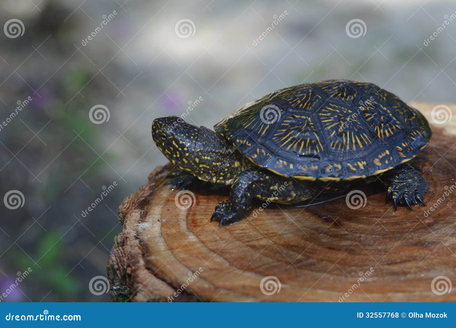 Freshwater Turtle 2 stock photo. Image of shell, little - 32557768