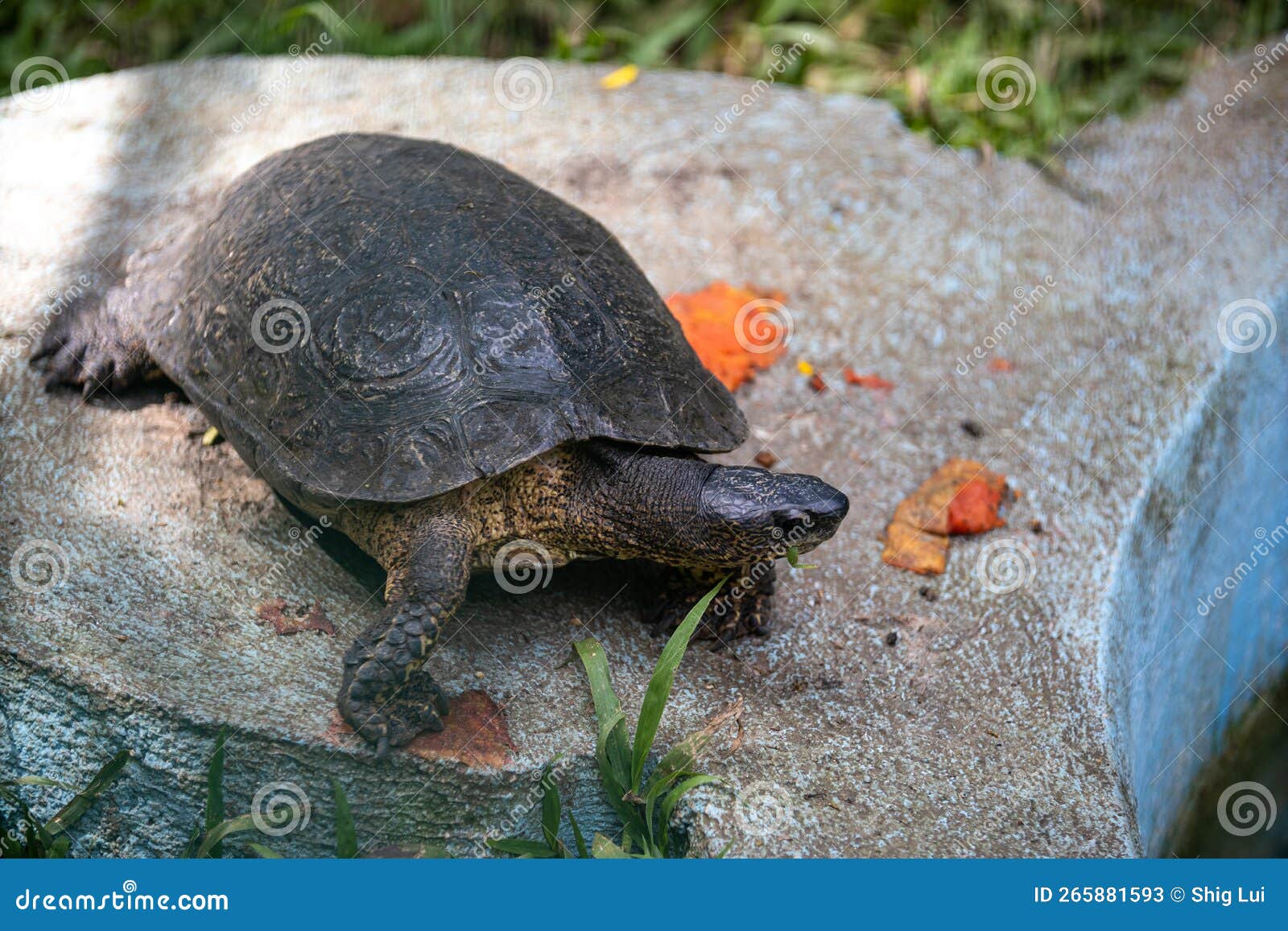 Freshwater Turtle on Blue Rock Stock Image - Image of primal, darwin ...